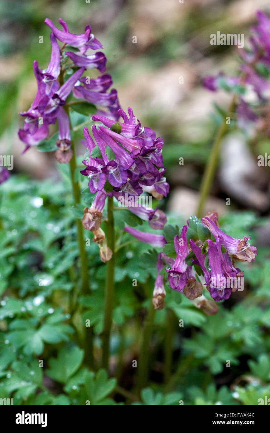 Corydalis cava flowers Stock Photo - Alamy