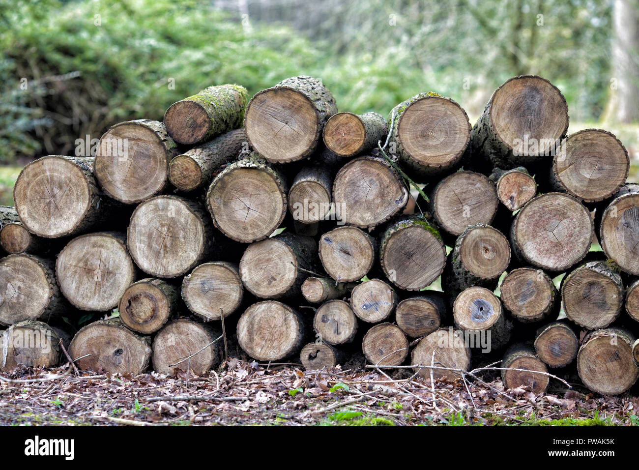 Stack of felled trees in woodlands Stock Photo - Alamy