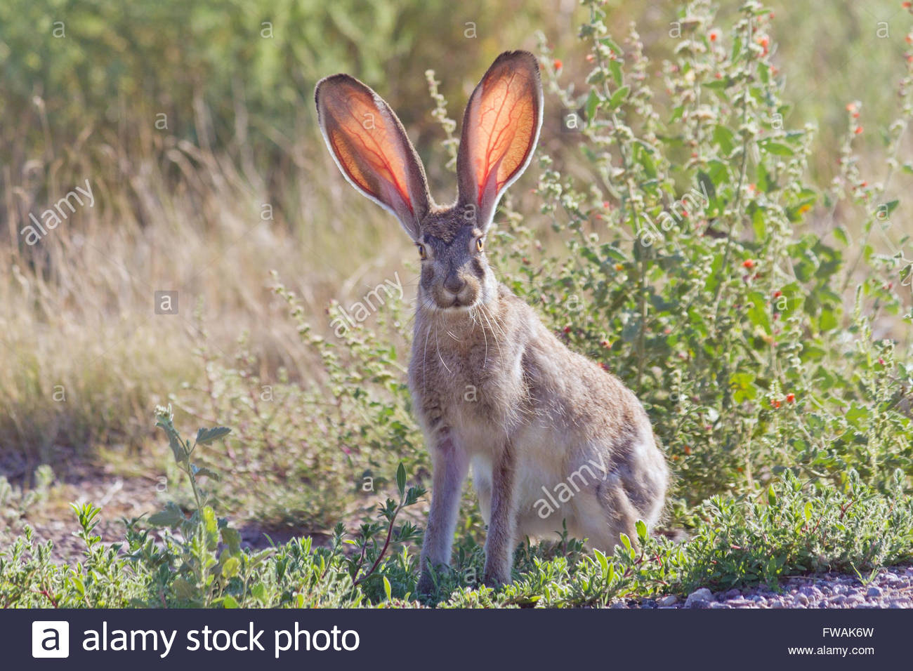 Desert Hare Stock Photos & Desert Hare Stock Images - Alamy