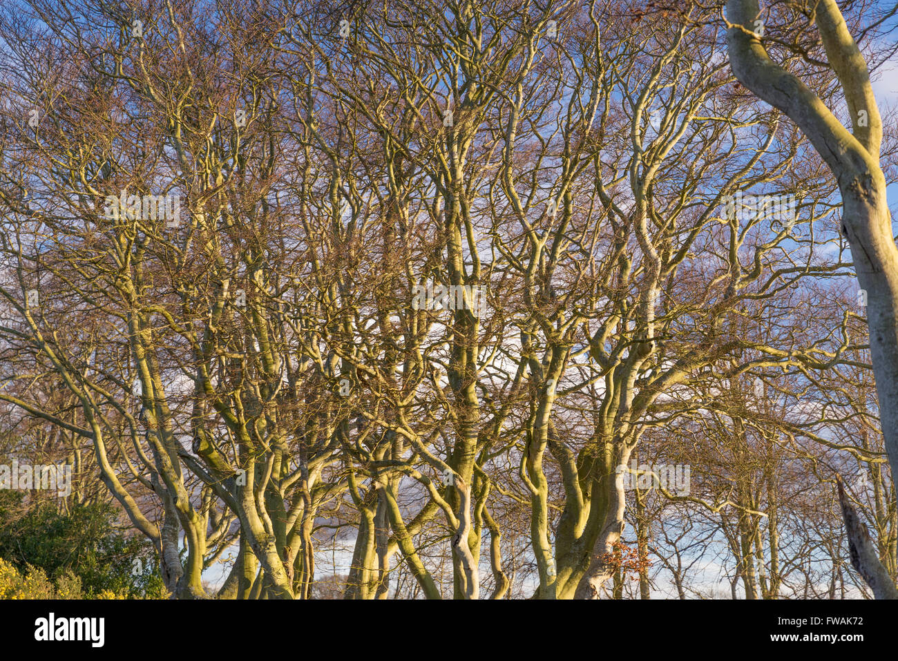 Little memorial hi-res stock photography and images - Alamy