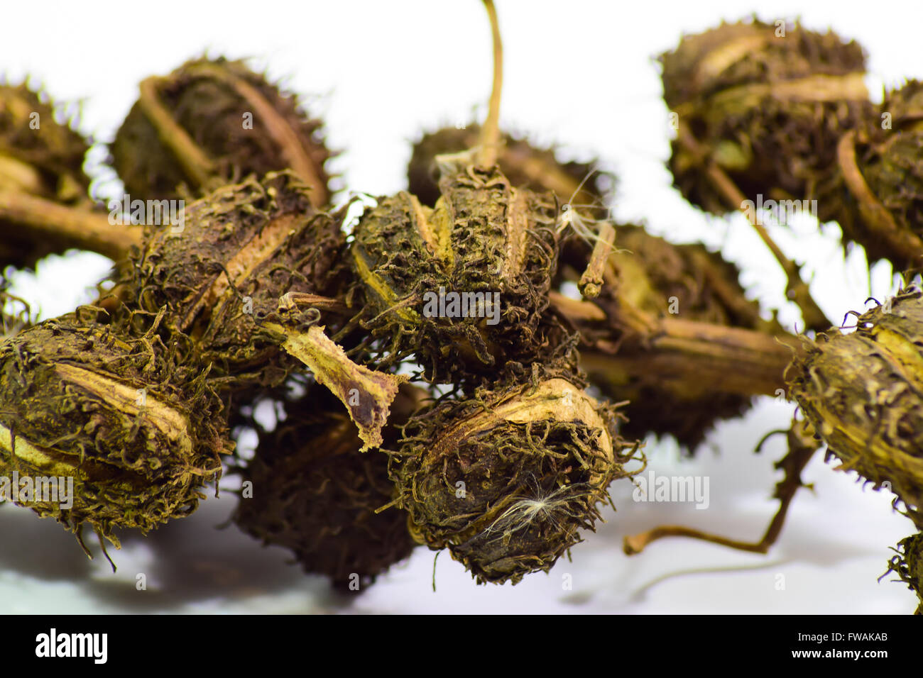 Castor seeds hi-res stock photography and images - Alamy
