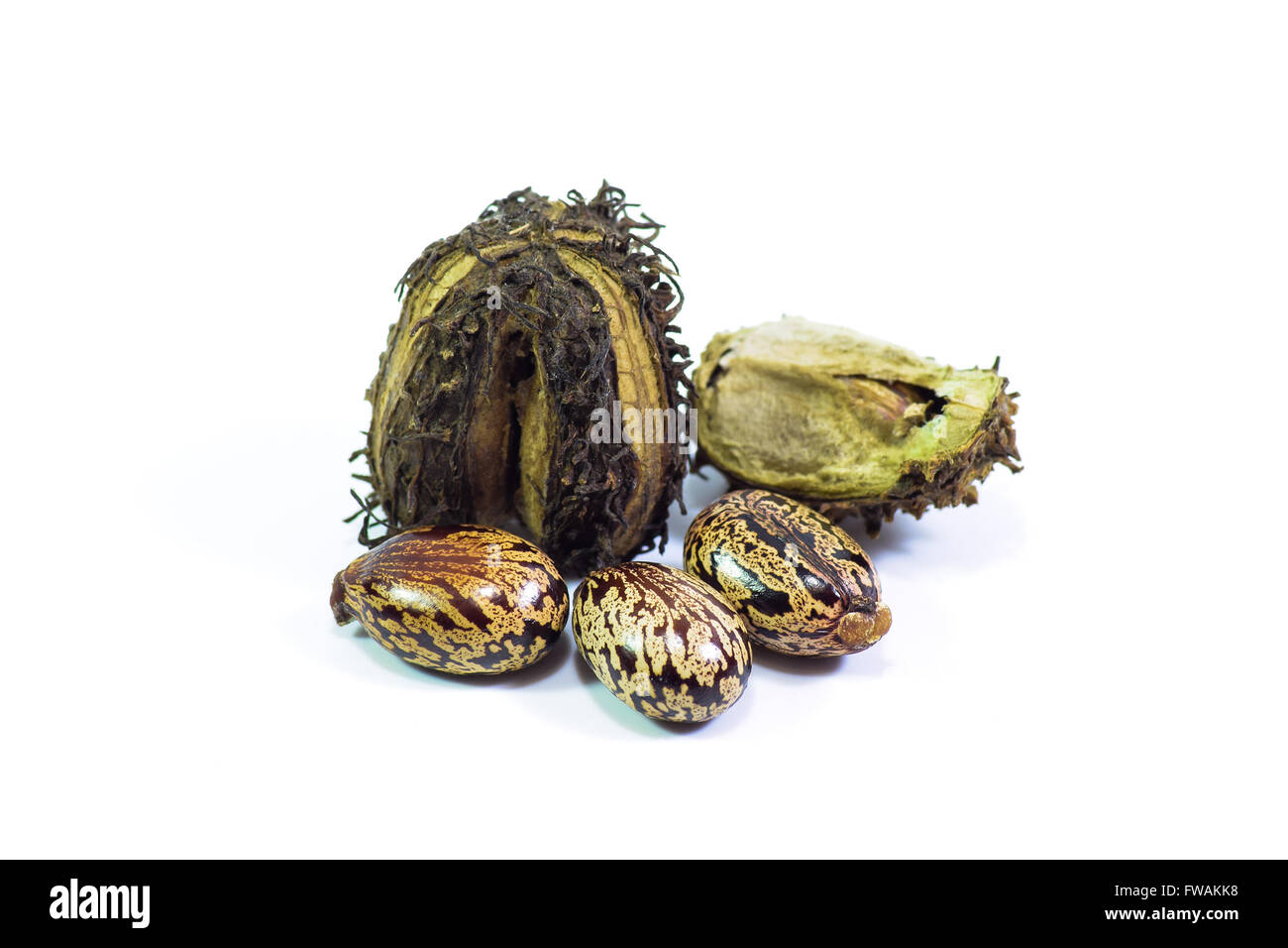 Castor seeds on a white background. The plant is used to make castor ...