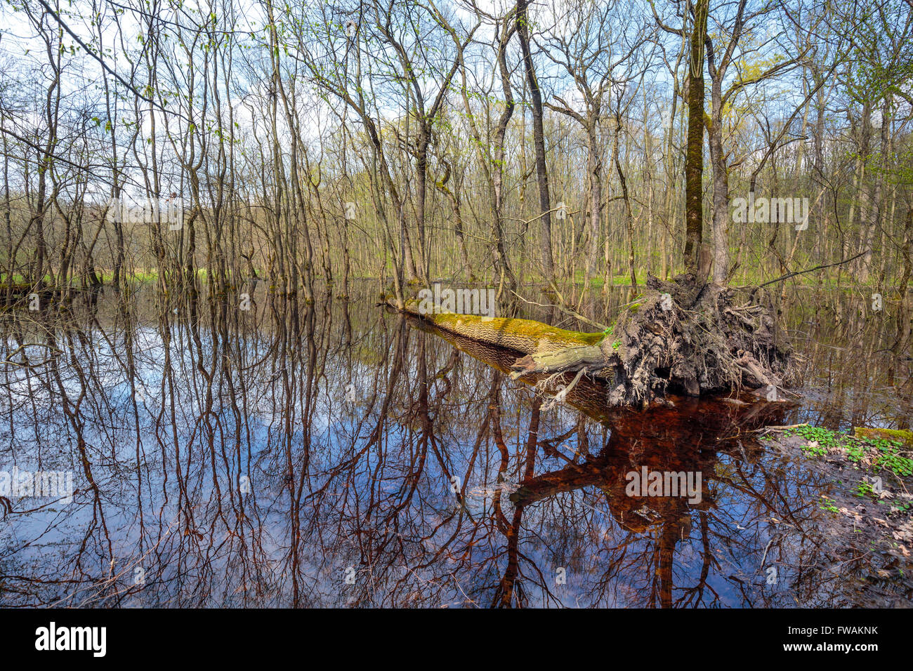 Landscape with a forest of hornbeam trees in marshes with reflection on ...
