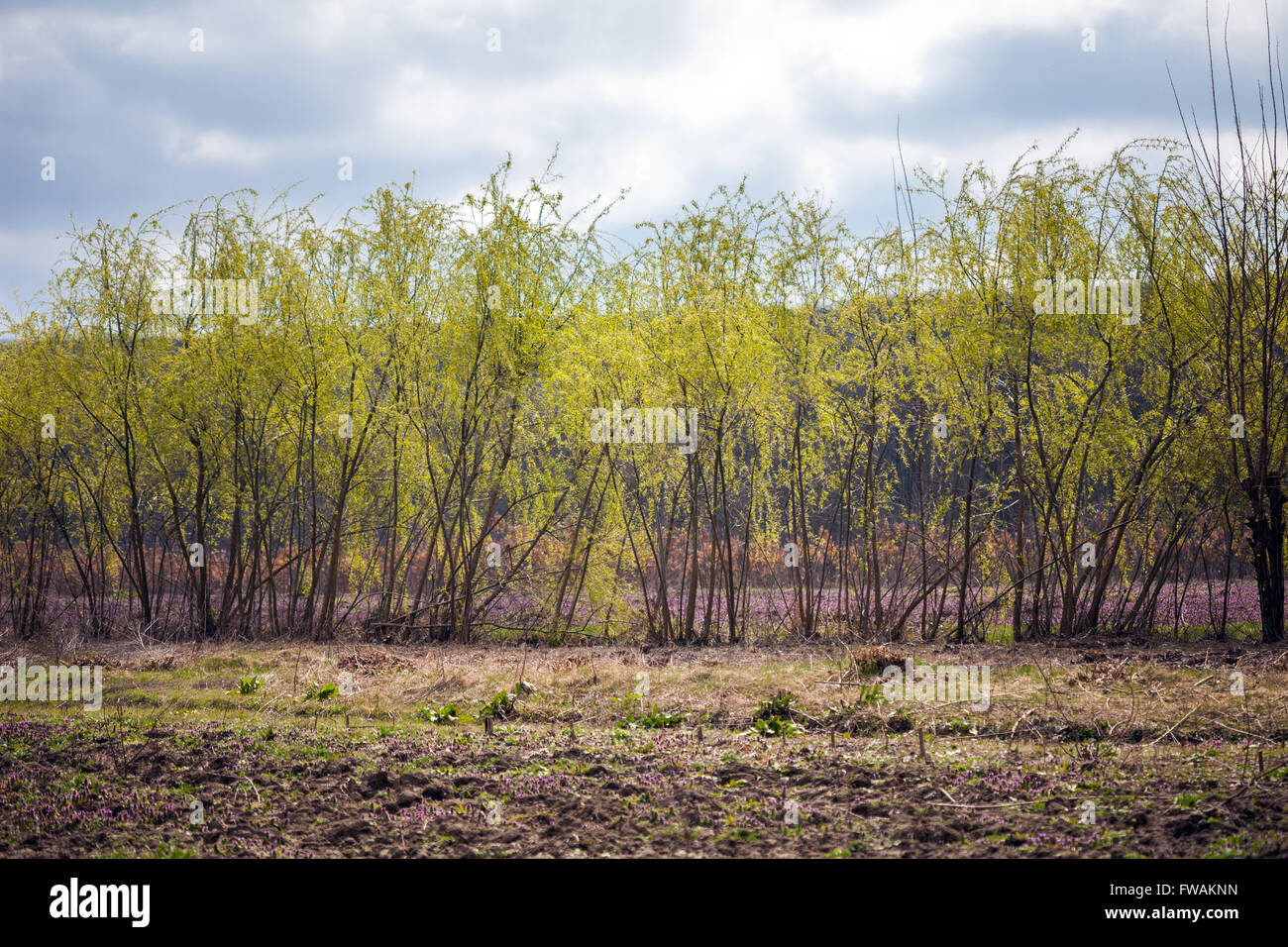 Row of willows hi-res stock photography and images - Alamy