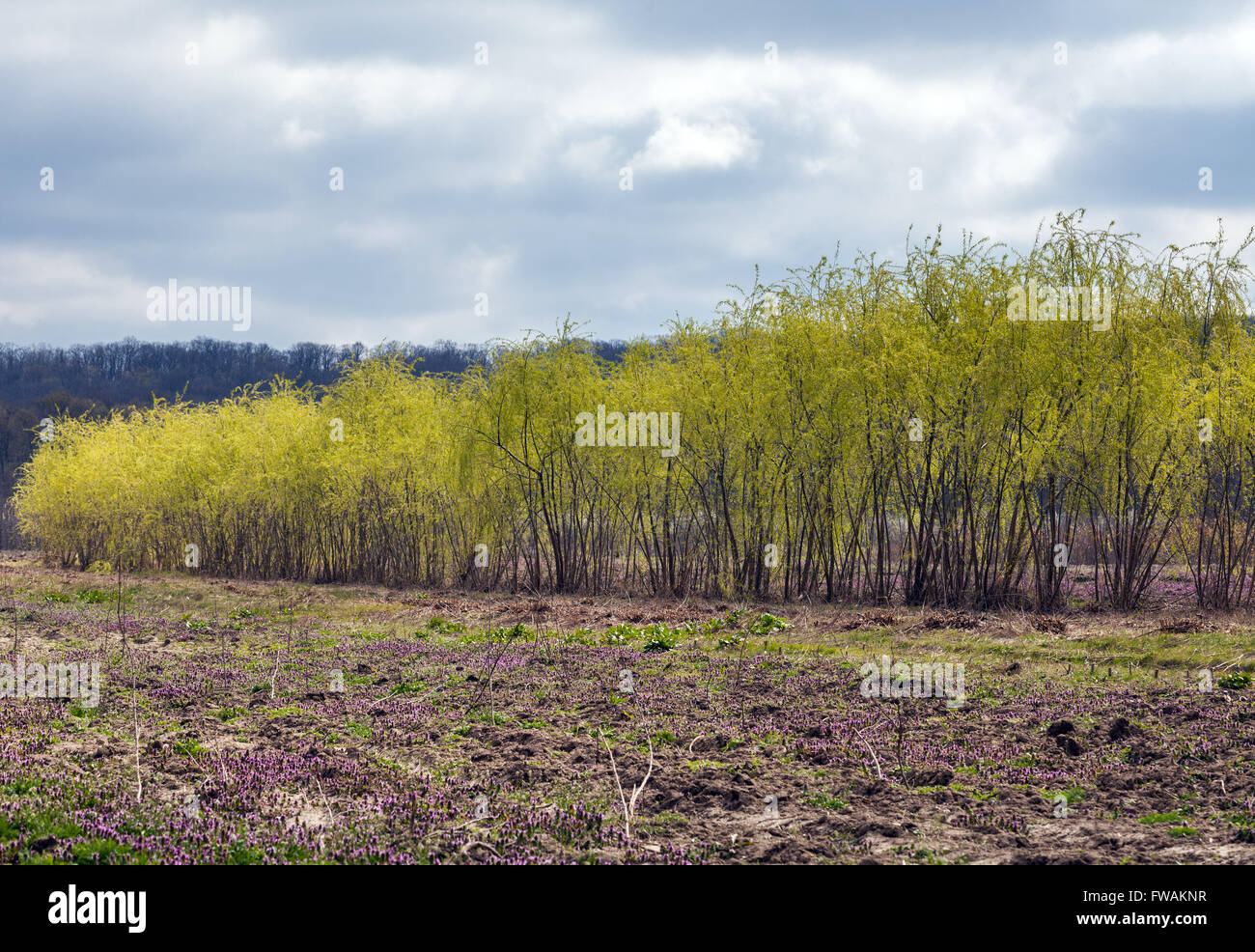 Row of willows hi-res stock photography and images - Alamy