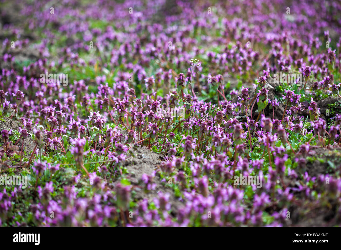 Field of small purple flowers hi-res stock photography and images - Alamy