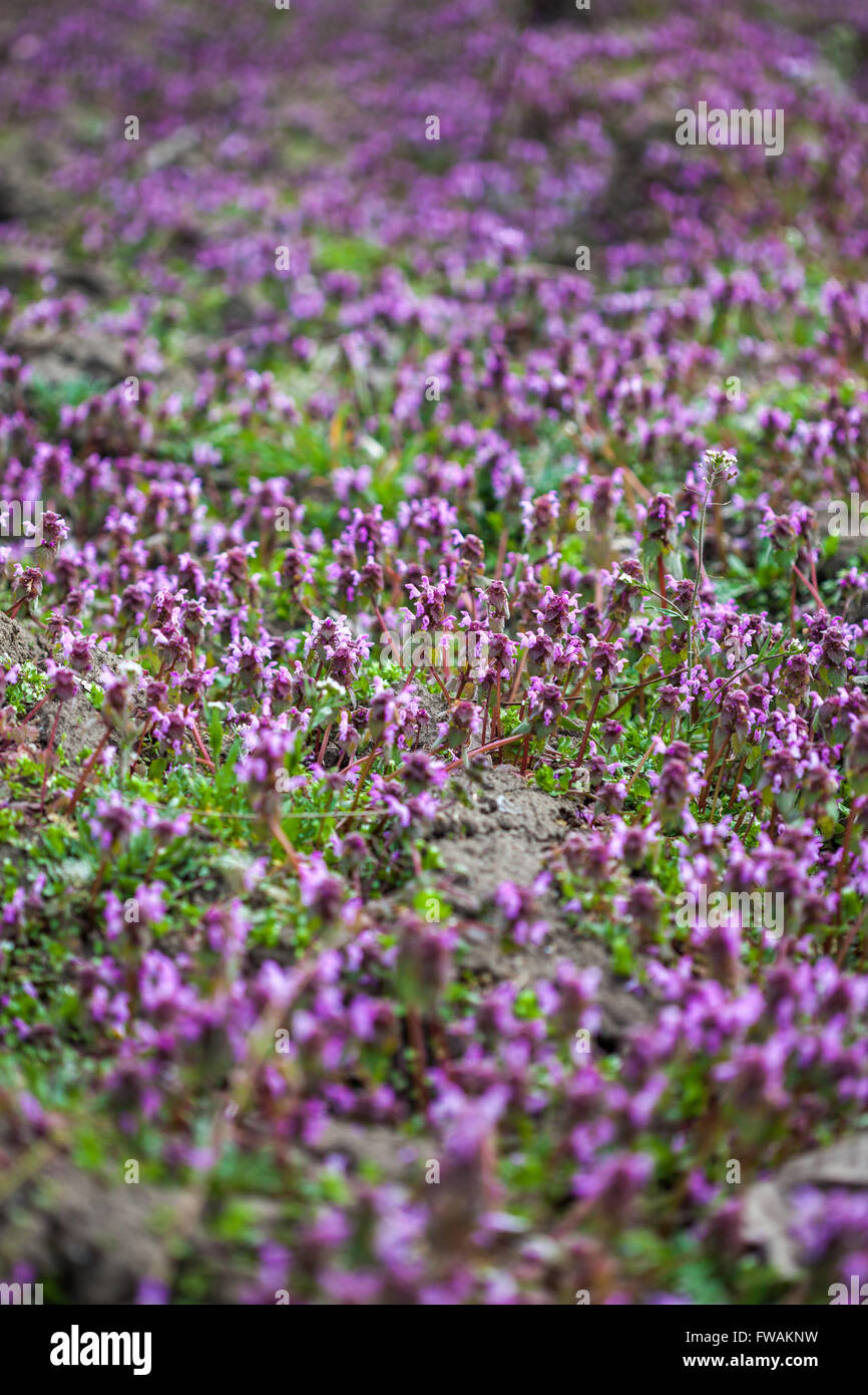 Field of small purple flowers hi-res stock photography and images - Alamy