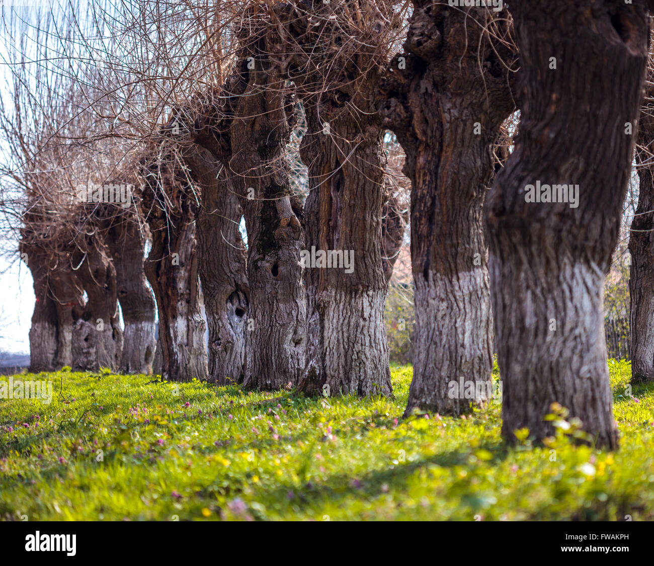 Old willow trees hi-res stock photography and images - Alamy