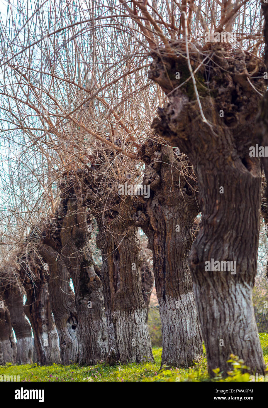 Row of very large and old willow trees Stock Photo - Alamy