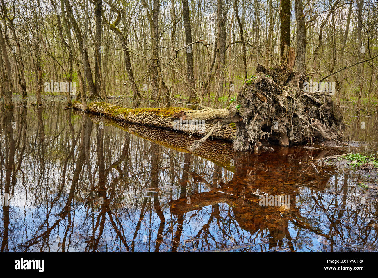 Landscape with a hornbeam forest in the swamp Stock Photo - Alamy