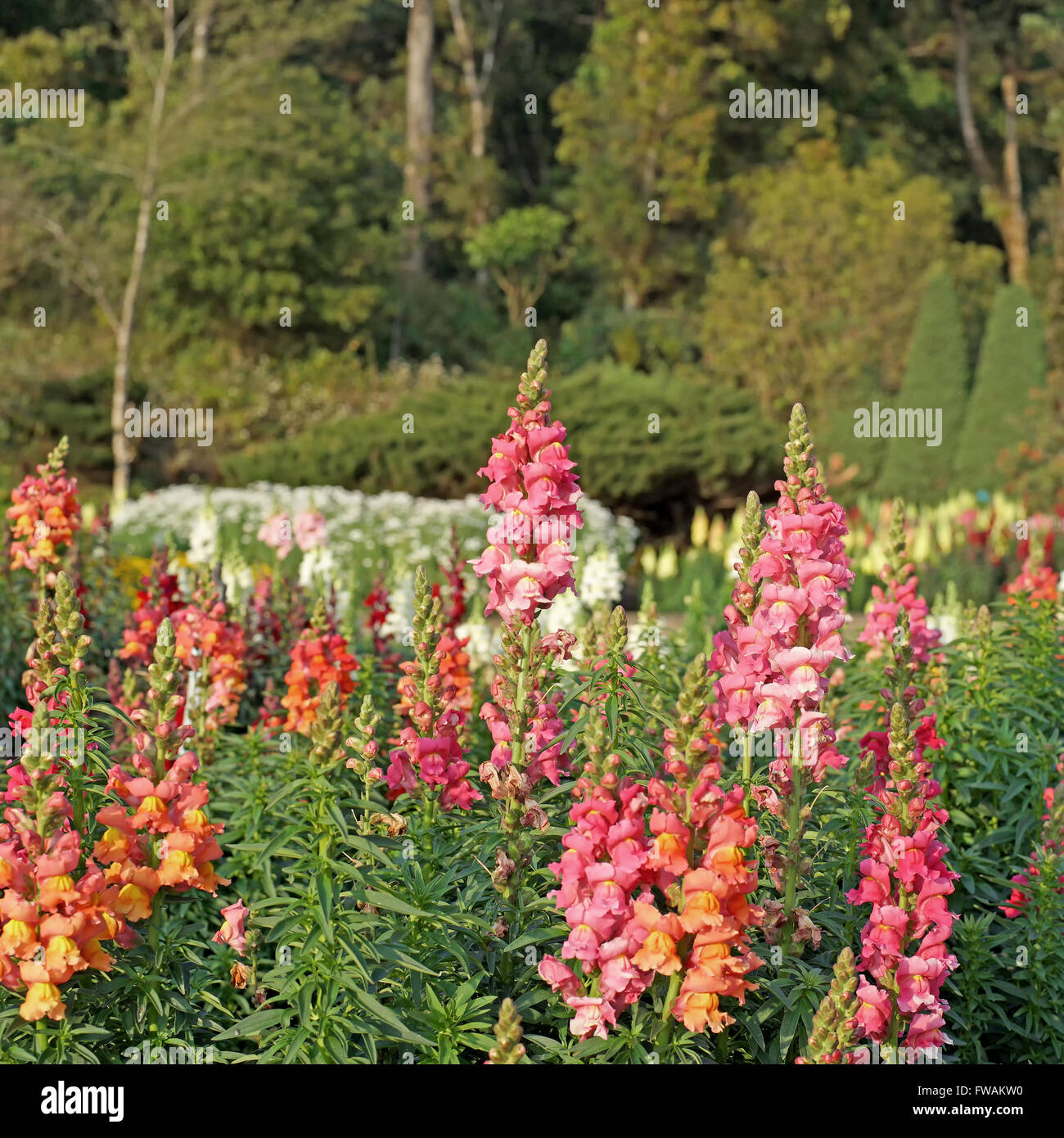 colorful of salvia flower in the garden Stock Photo - Alamy