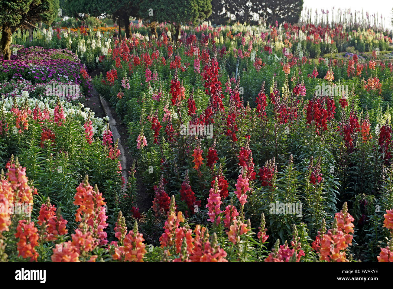 colorful of salvia flower in the garden Stock Photo - Alamy