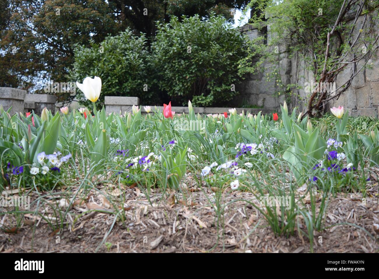 Maymont Flowers at Japanese Garden Stock Photo - Alamy