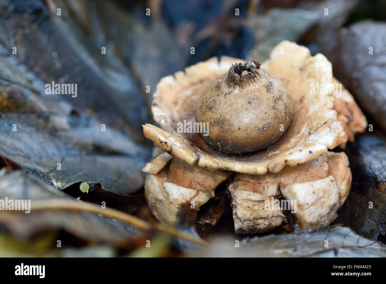 Collared earthstar (Geastrum triplex) amongst leaf litter. Fungus in ...