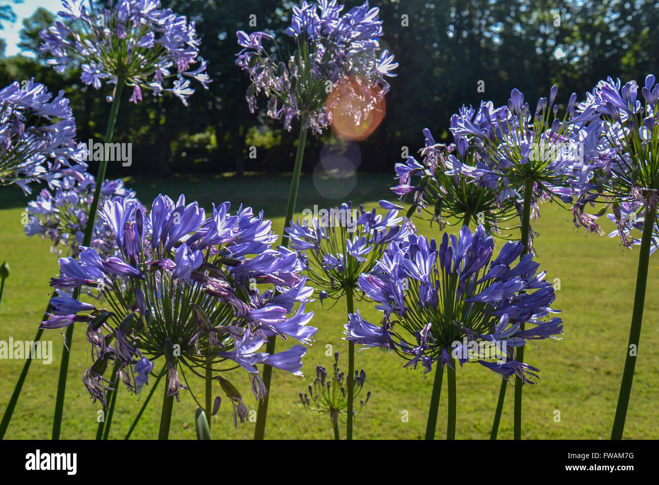 Cluster Lily - Agapanthus Stock Photo - Alamy