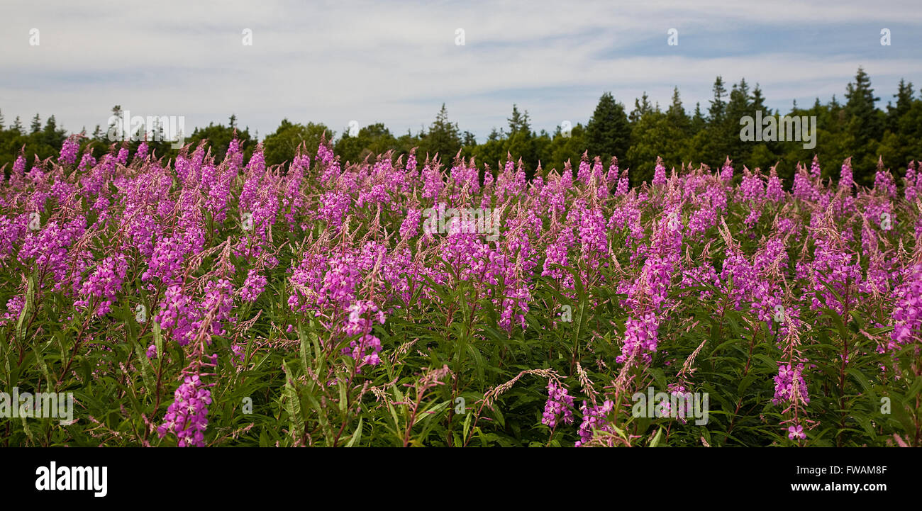 Fire weed flower hi-res stock photography and images - Alamy
