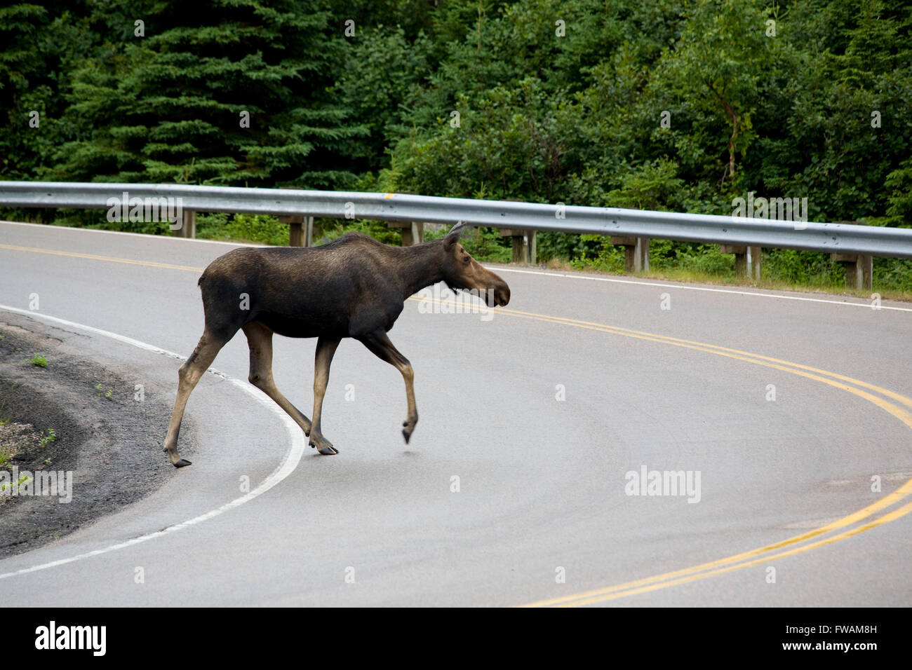 Moose crossing a road Stock Photo - Alamy
