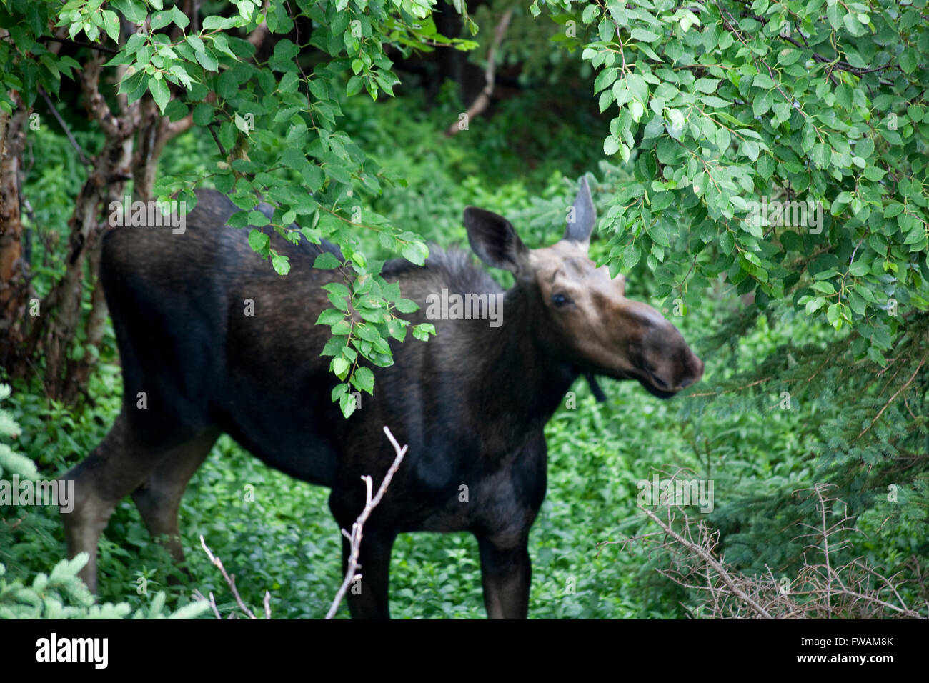 Moose crossing a road Stock Photo - Alamy