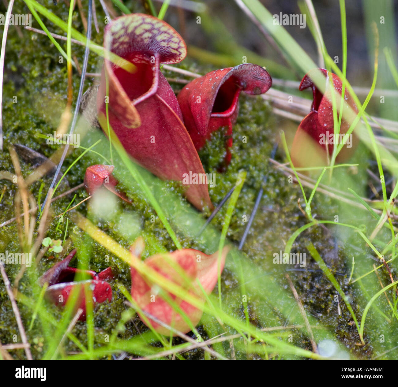 A pitcher Plant Stock Photo - Alamy