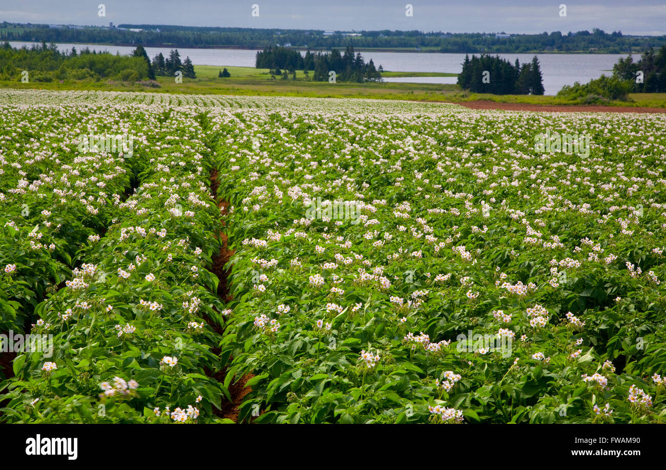 Potato fields hi-res stock photography and images - Alamy