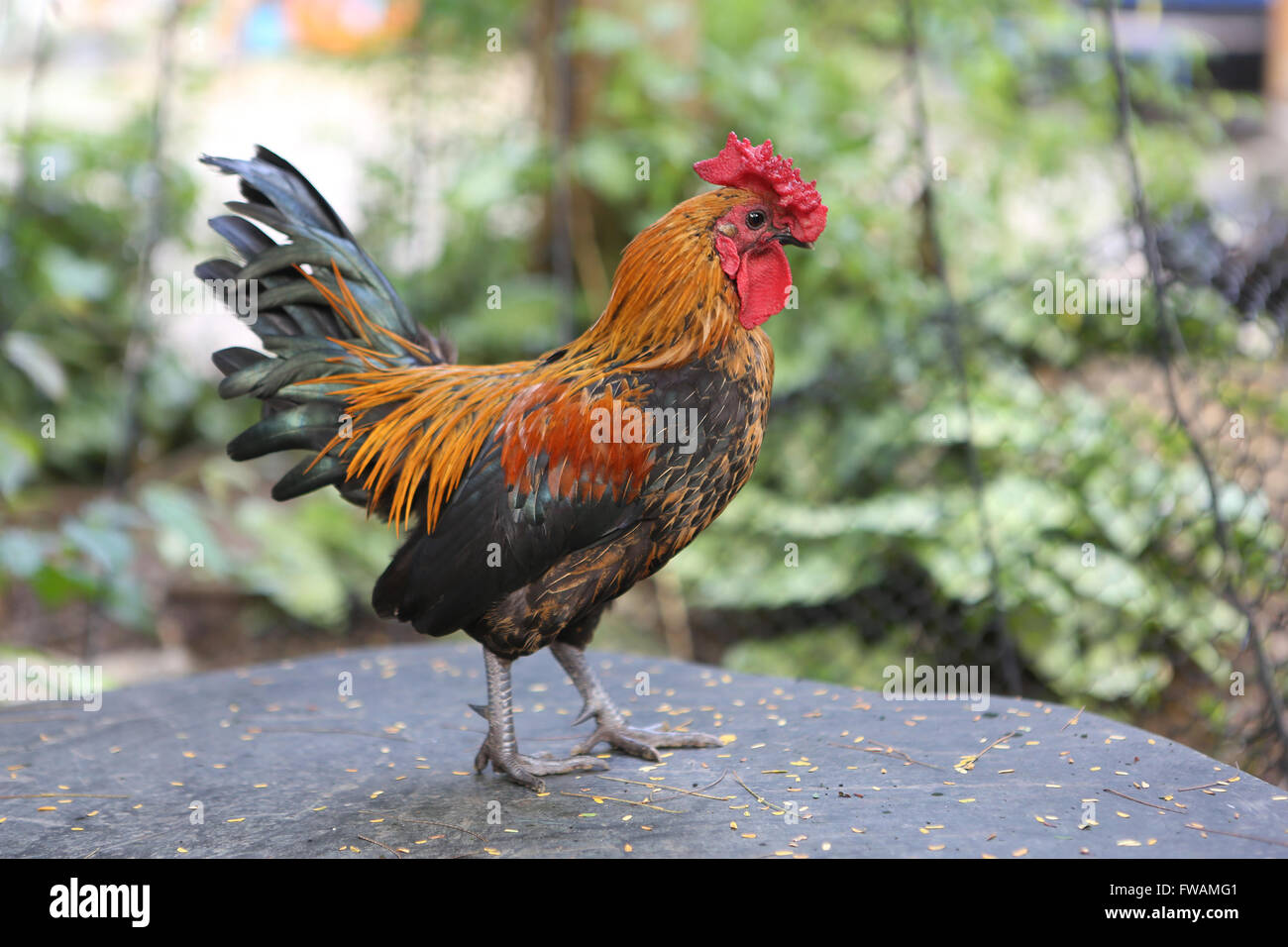 Rooster in a farm Stock Photo - Alamy
