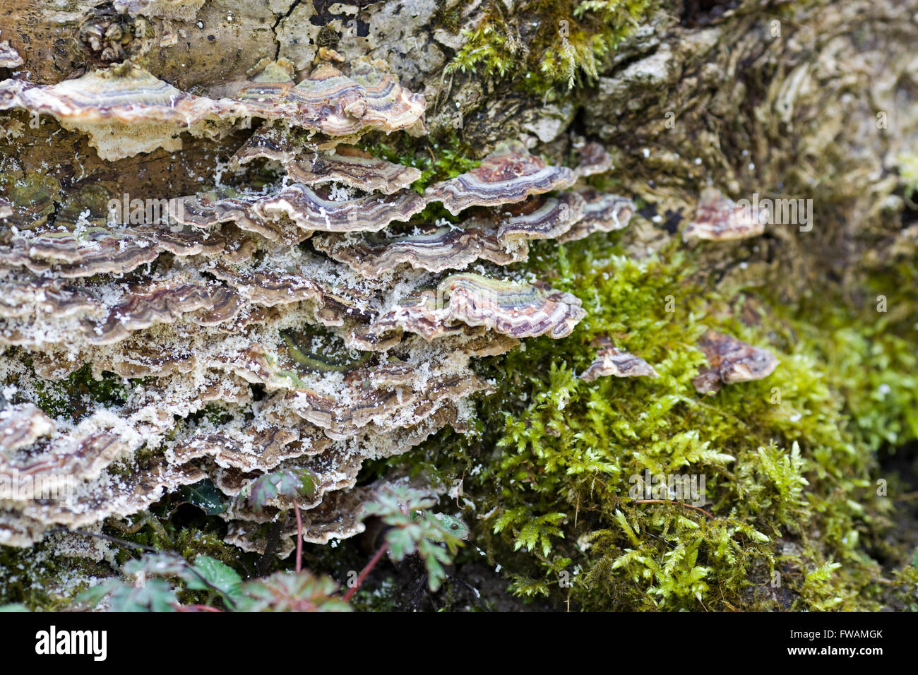 Bracket fungi on a tree stump Stock Photo - Alamy