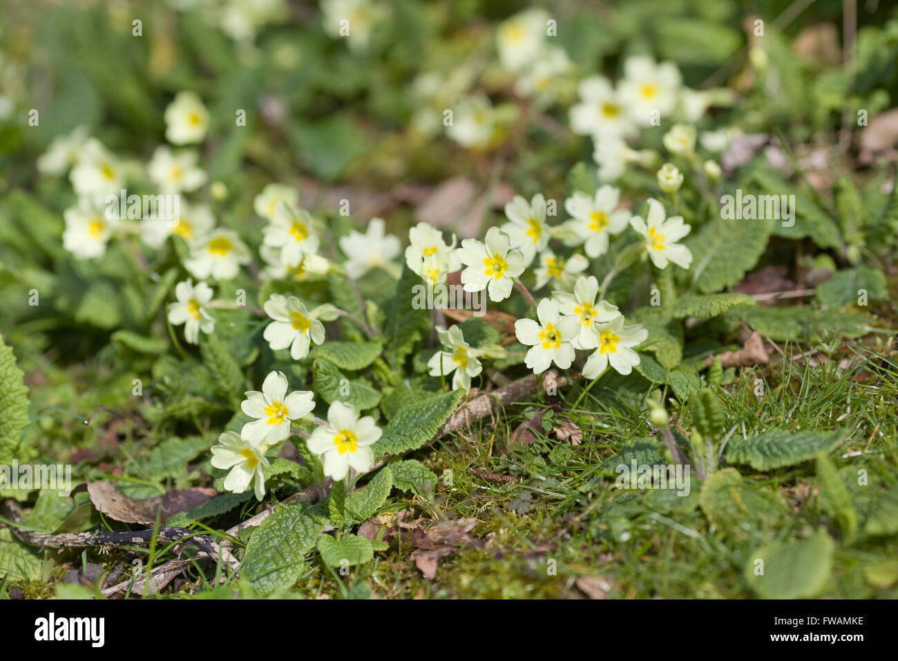 Wild primrose hi-res stock photography and images - Alamy