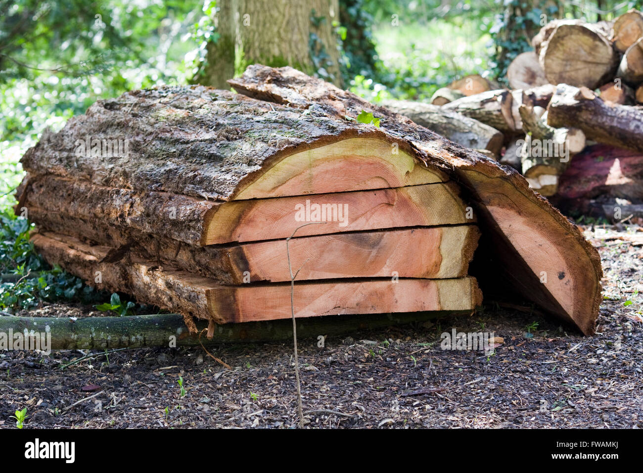 Stack of felled trees in woodlands Stock Photo - Alamy