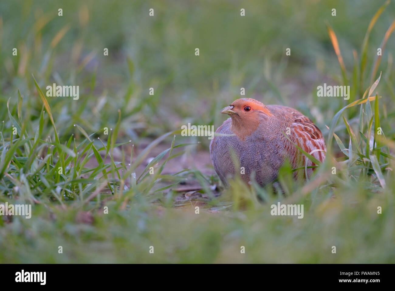 Young partridge hi-res stock photography and images - Alamy