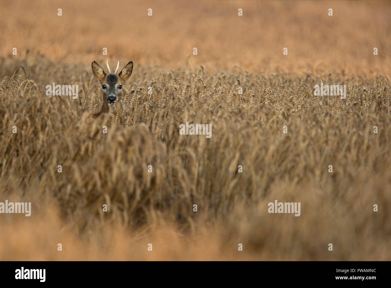 Roe Deer / Reh ( Capreolus capreolus ), young male with pointed antlers ...