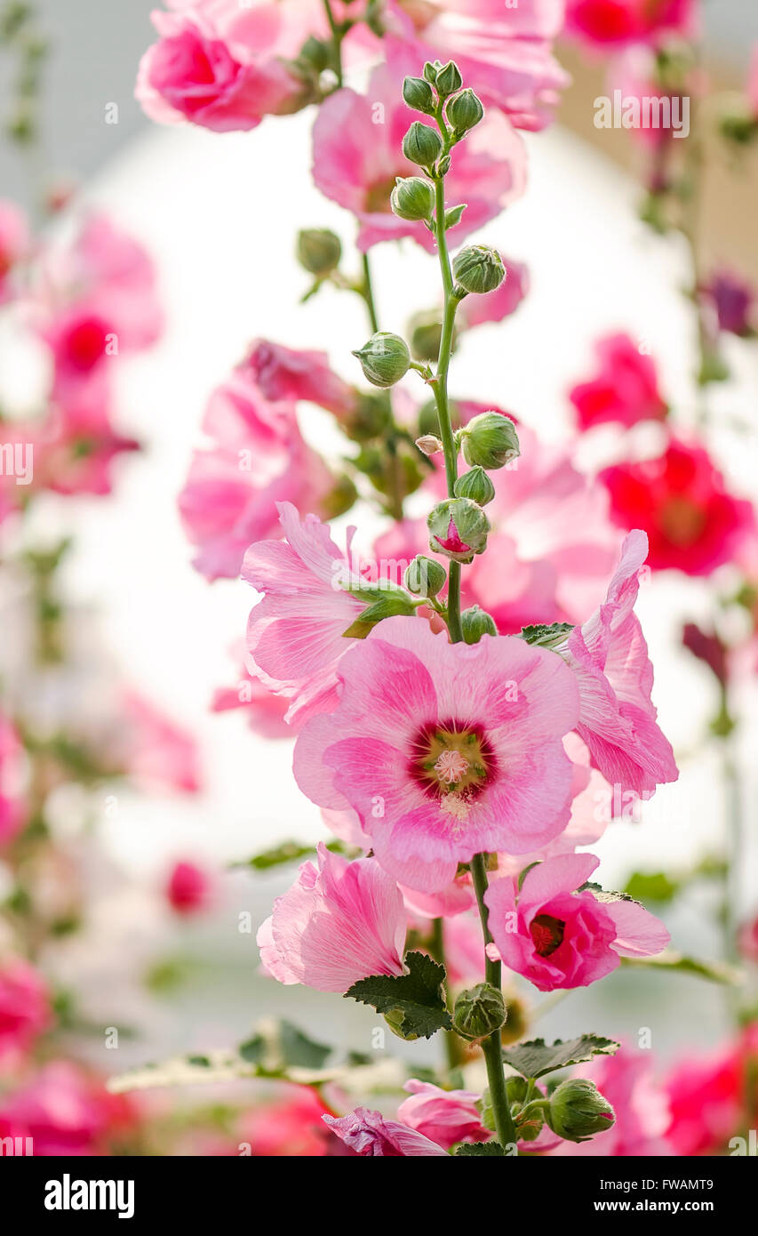 Hollyhock flower hi-res stock photography and images - Alamy