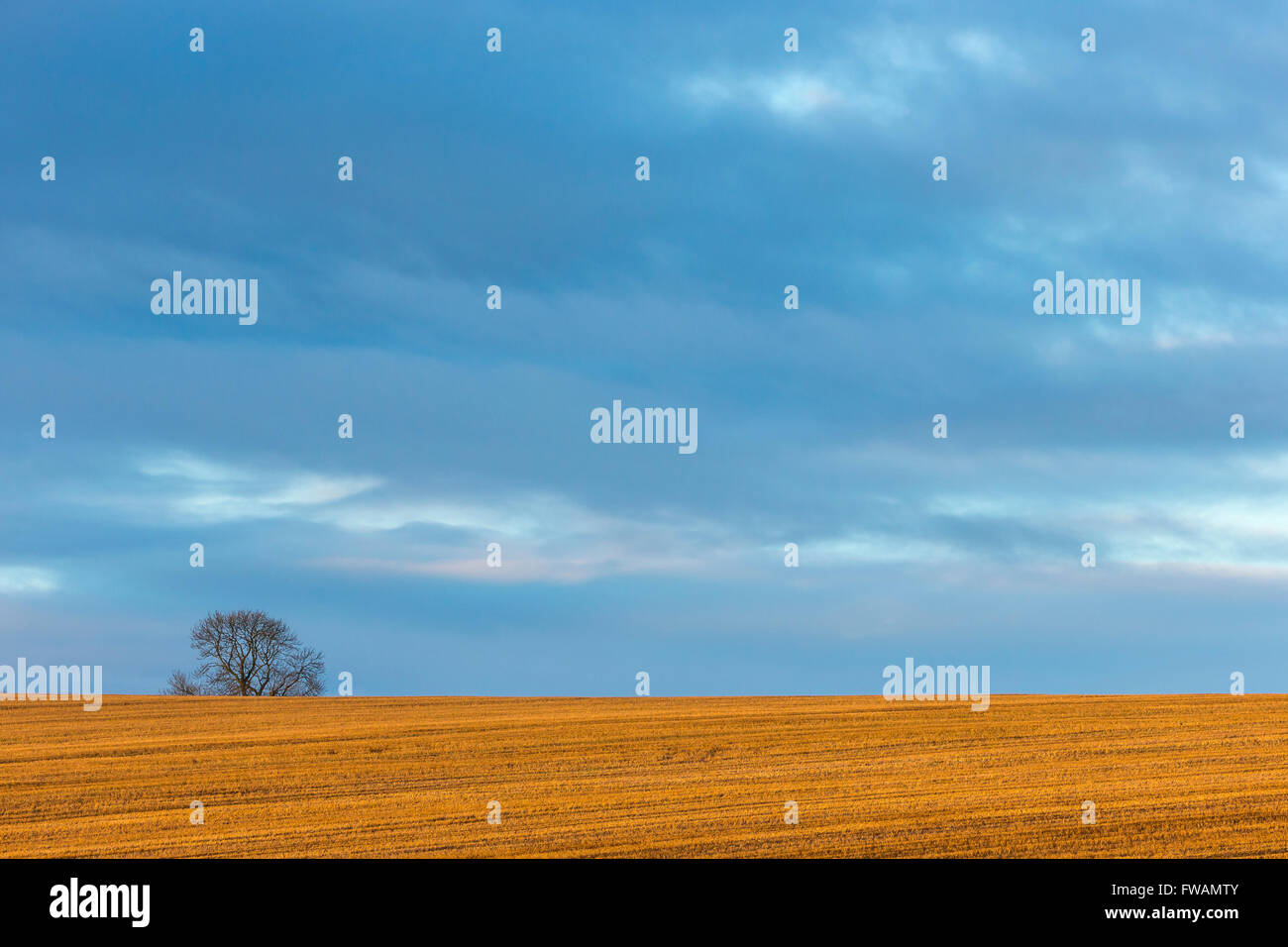 Landscape view of winter stubble at sunset, Berwick Bassett, Wiltshire ...