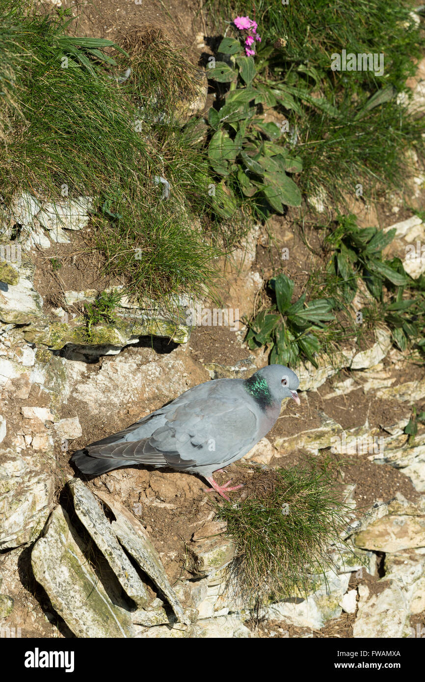 Stock dove Columba oenas, perched on cliffs amongst rocks and ...