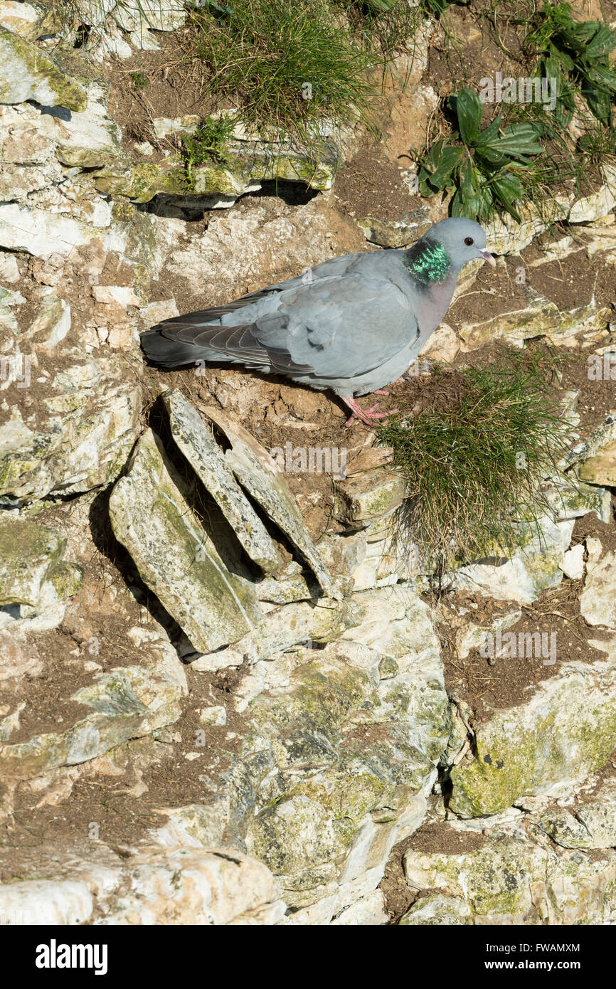 Pigeons on cliffs hi-res stock photography and images - Alamy