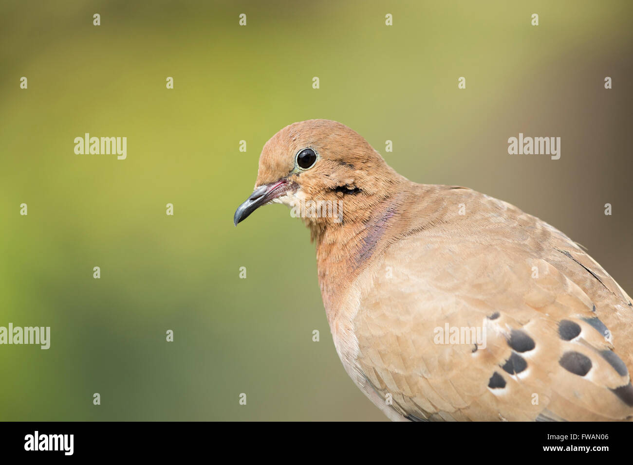 Zenaida doves (zenaida aurita) hi-res stock photography and images - Alamy