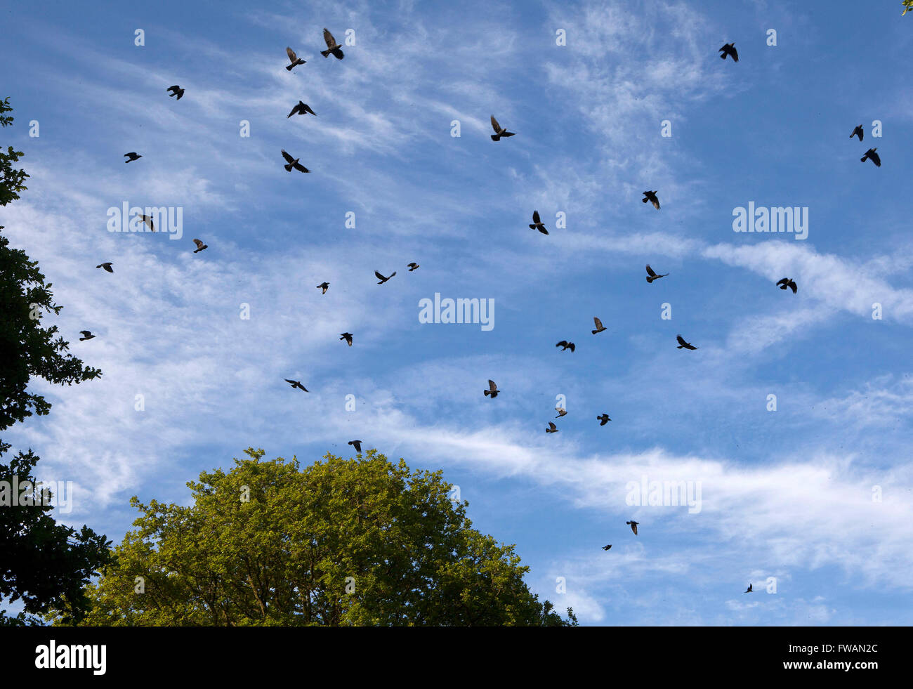 Richmond Upon Thames;ravens Stock Photo - Alamy