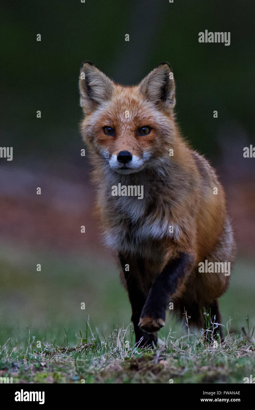 Red fox chasing prey hi-res stock photography and images - Alamy