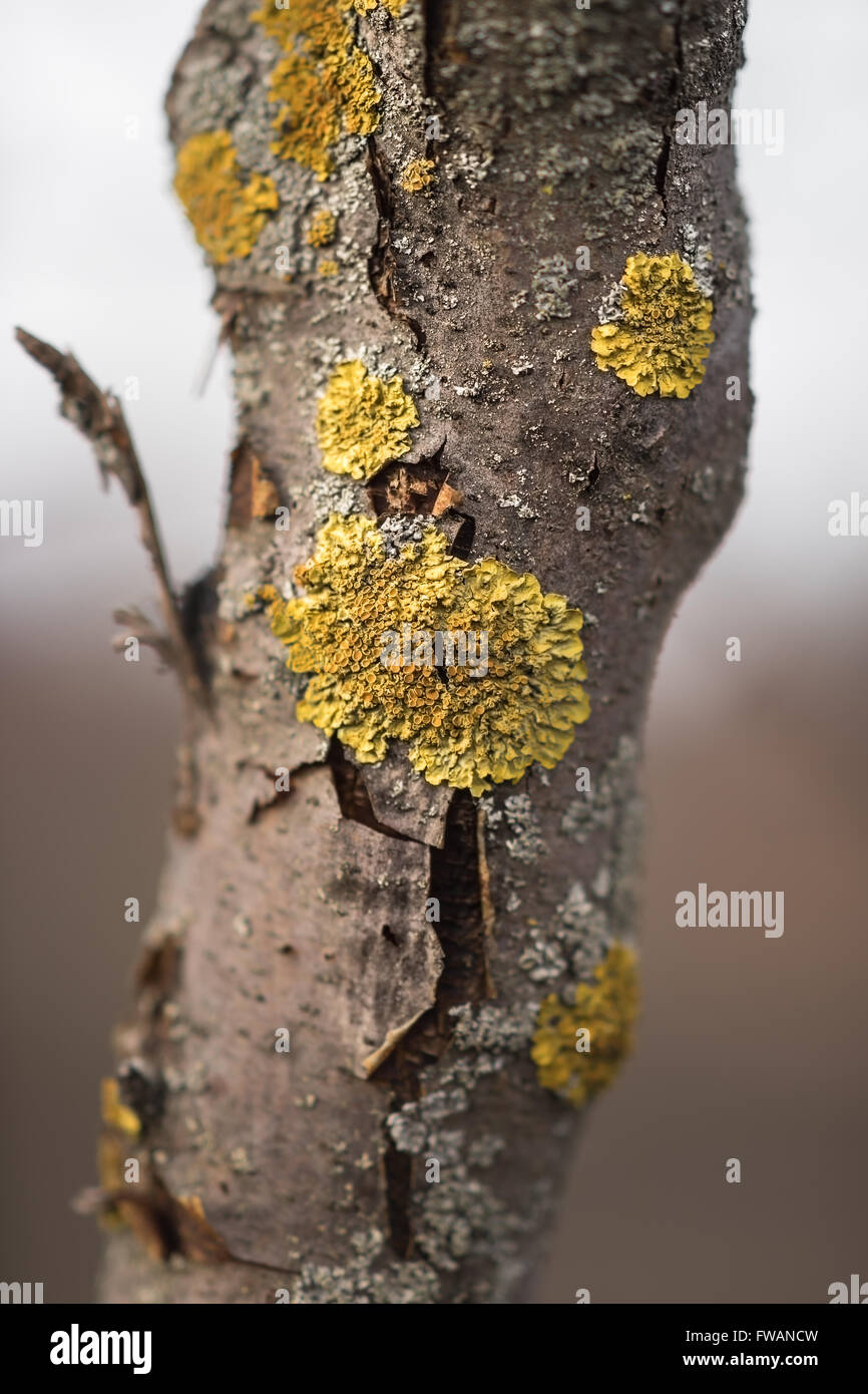 Moss lichen on trunk dead hi-res stock photography and images - Alamy