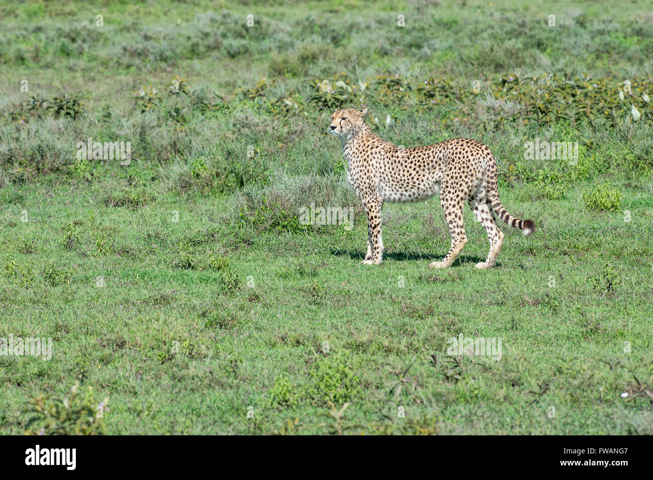 Ndutu tanzania tanzanian hi-res stock photography and images - Alamy