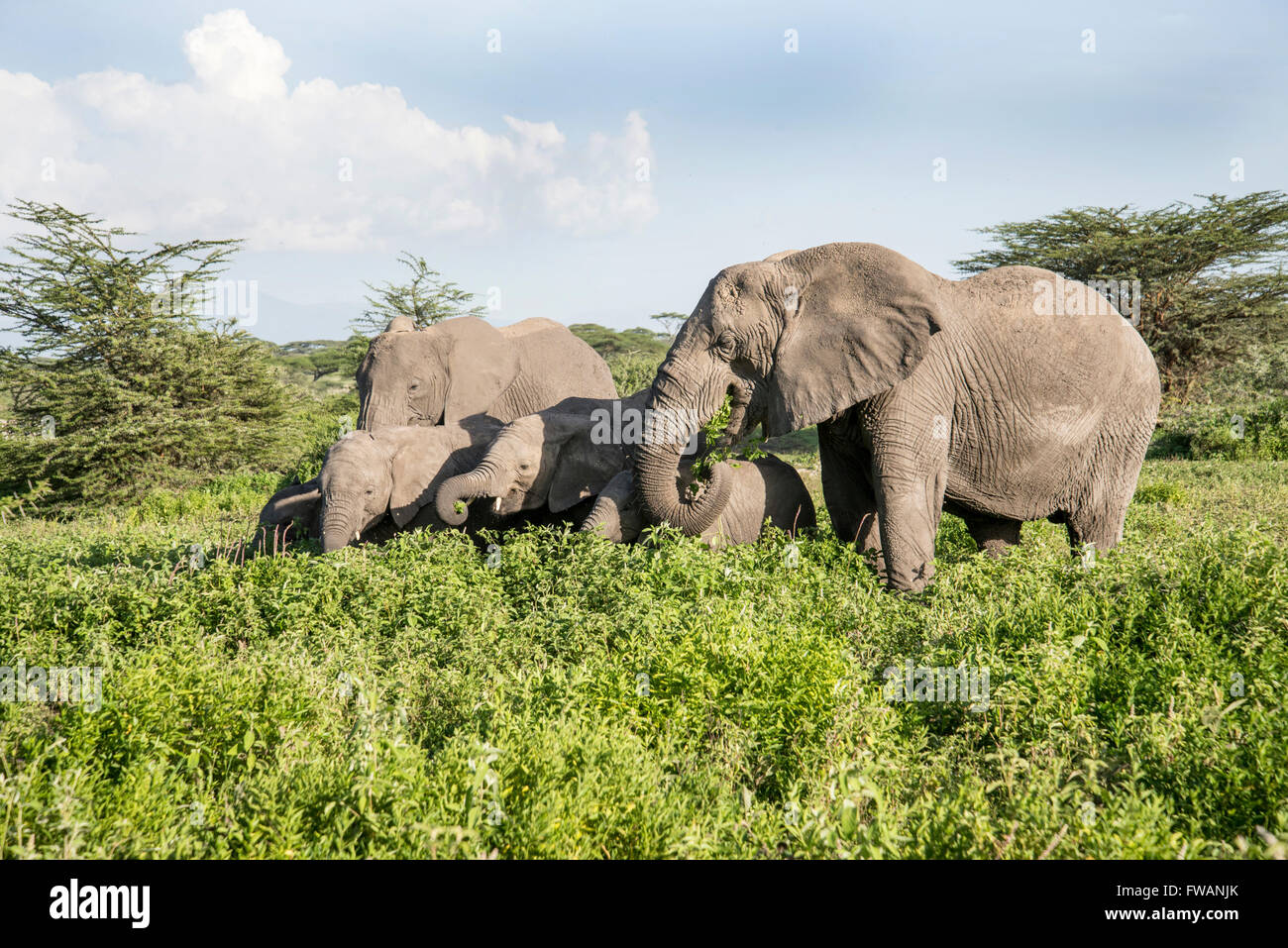 Elephant family group hi-res stock photography and images - Alamy