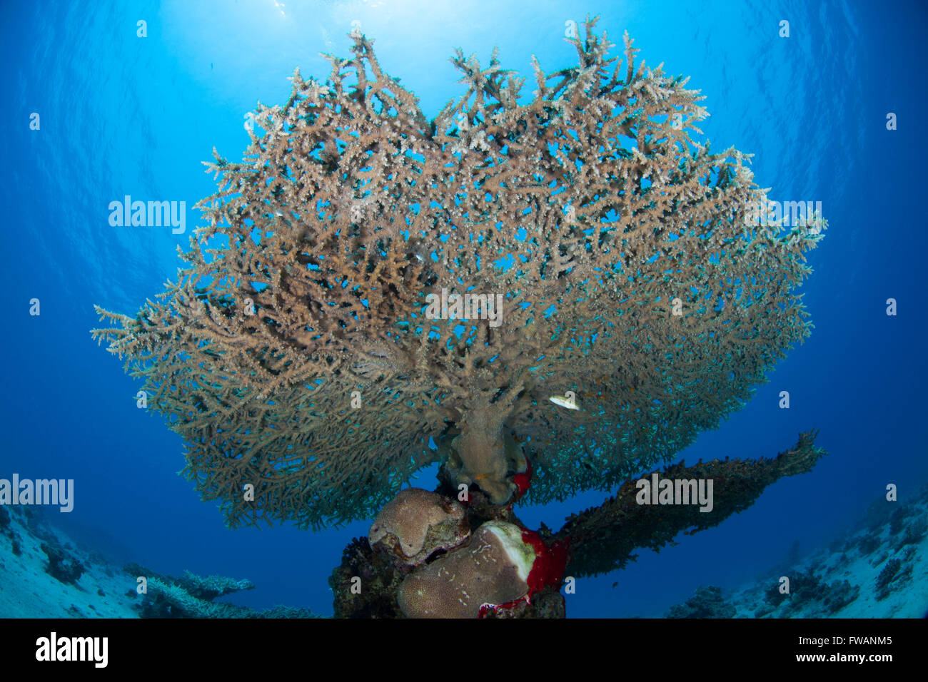Large Table Coral Acropora Stock Photo - Alamy