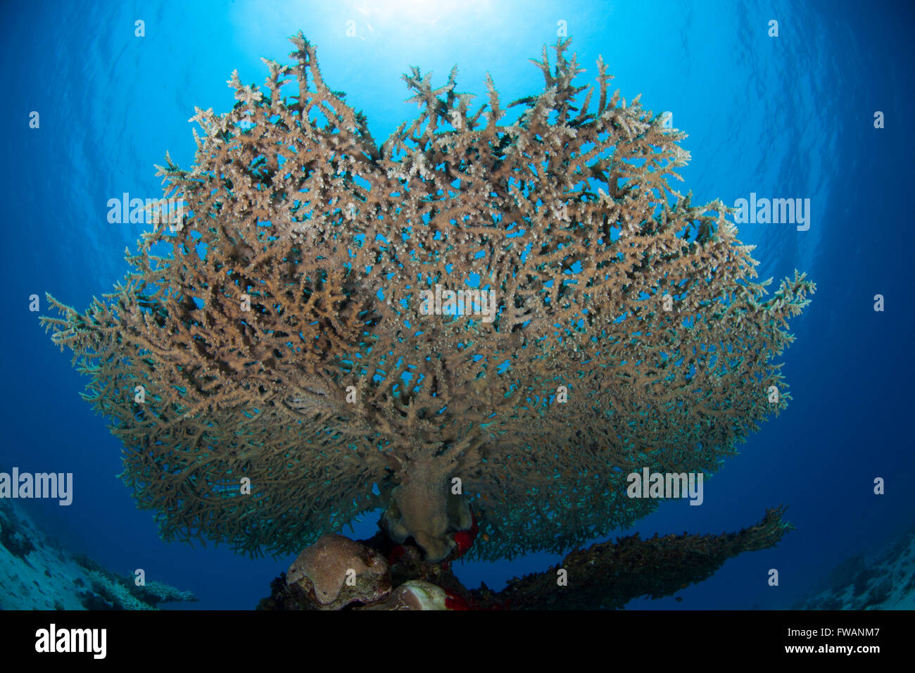 Large Table Coral Acropora Stock Photo - Alamy