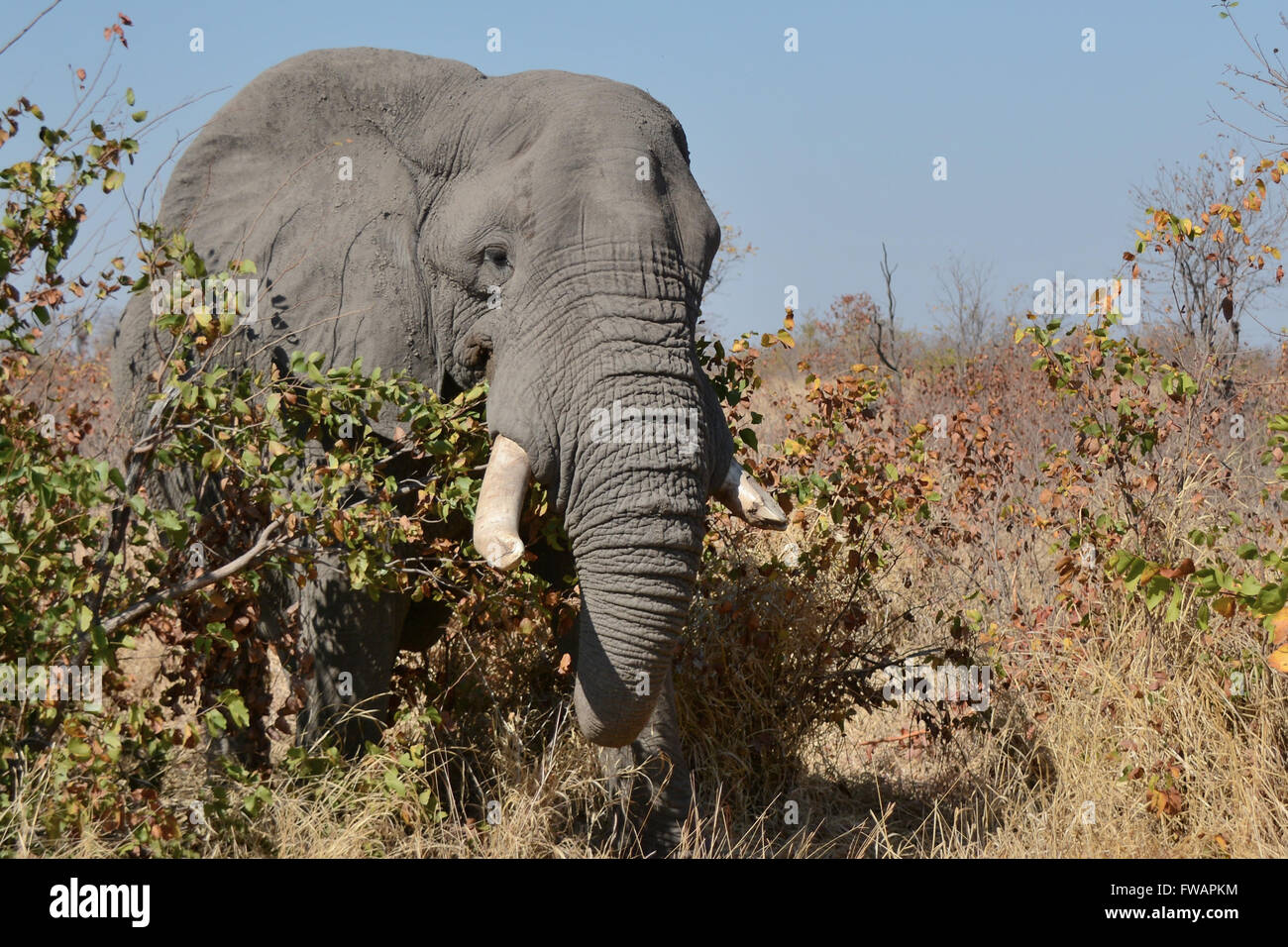 African elephant lone bull feeding on a Mopani schrub Stock Photo - Alamy