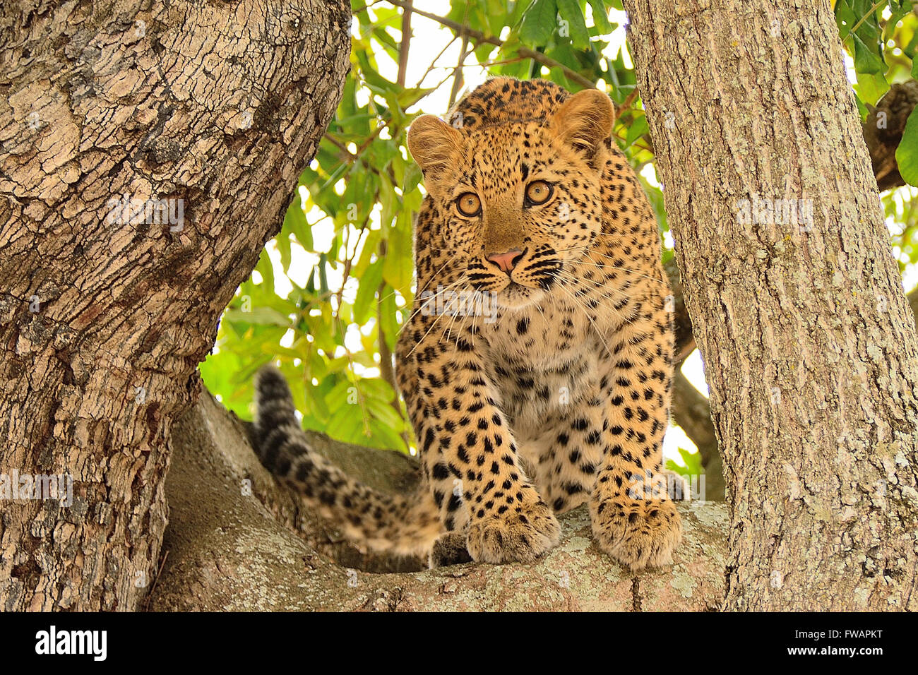 Leopard cub crouching ready to leap from a tree Stock Photo - Alamy
