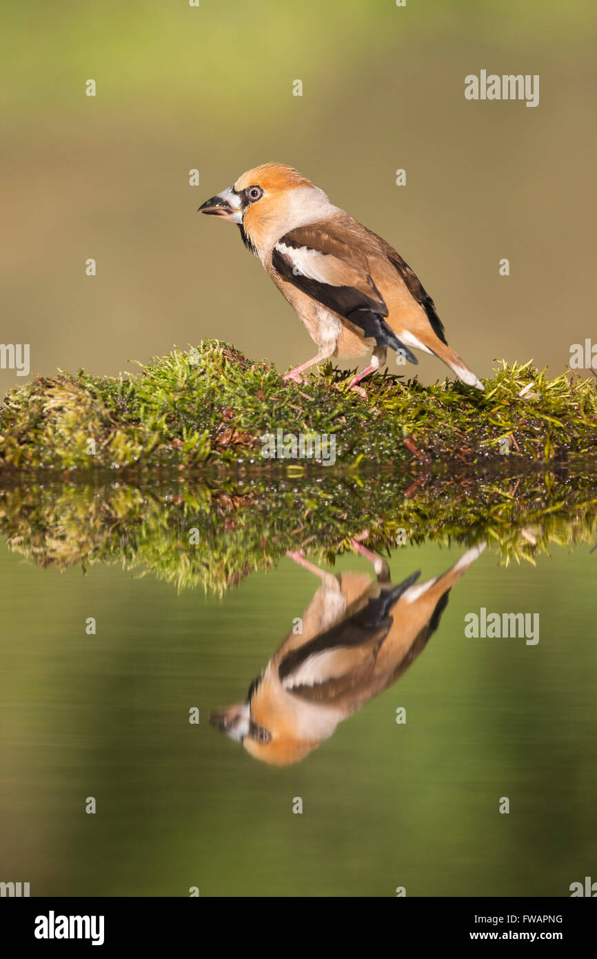 Hawfinch Coccothraustes coccothraustes, adult male, at woodland pool ...