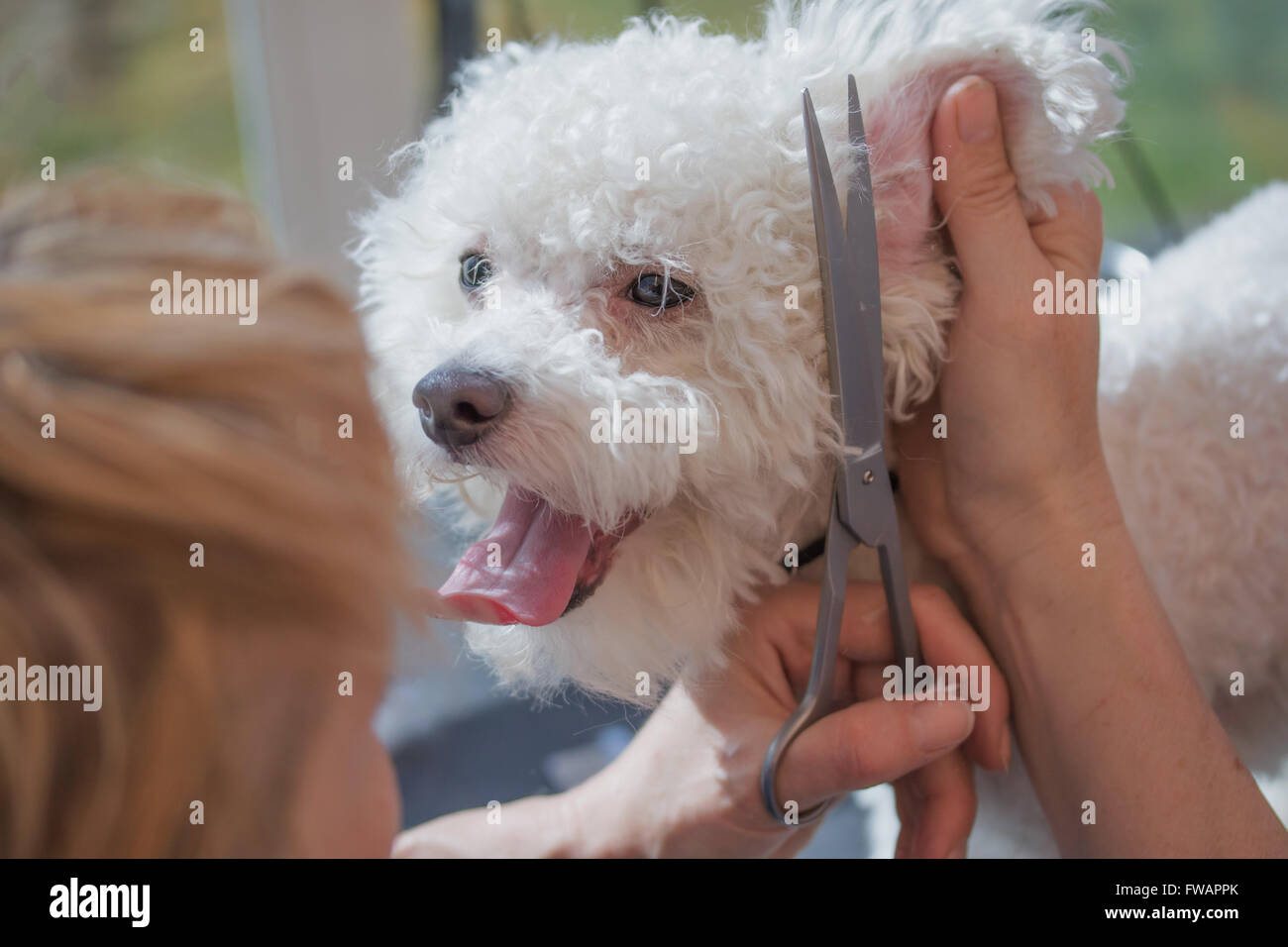 White Bolognese dog is in dog salon. Female groomer is cutting the hair ...