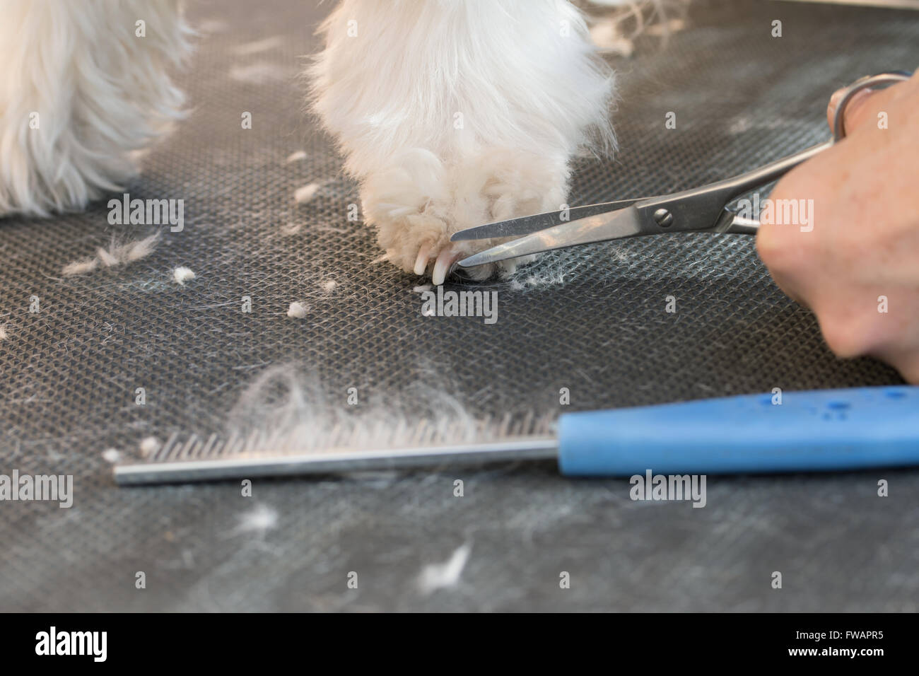 Closeup of trimming the Maltese dog paw from the upper side of the paw ...
