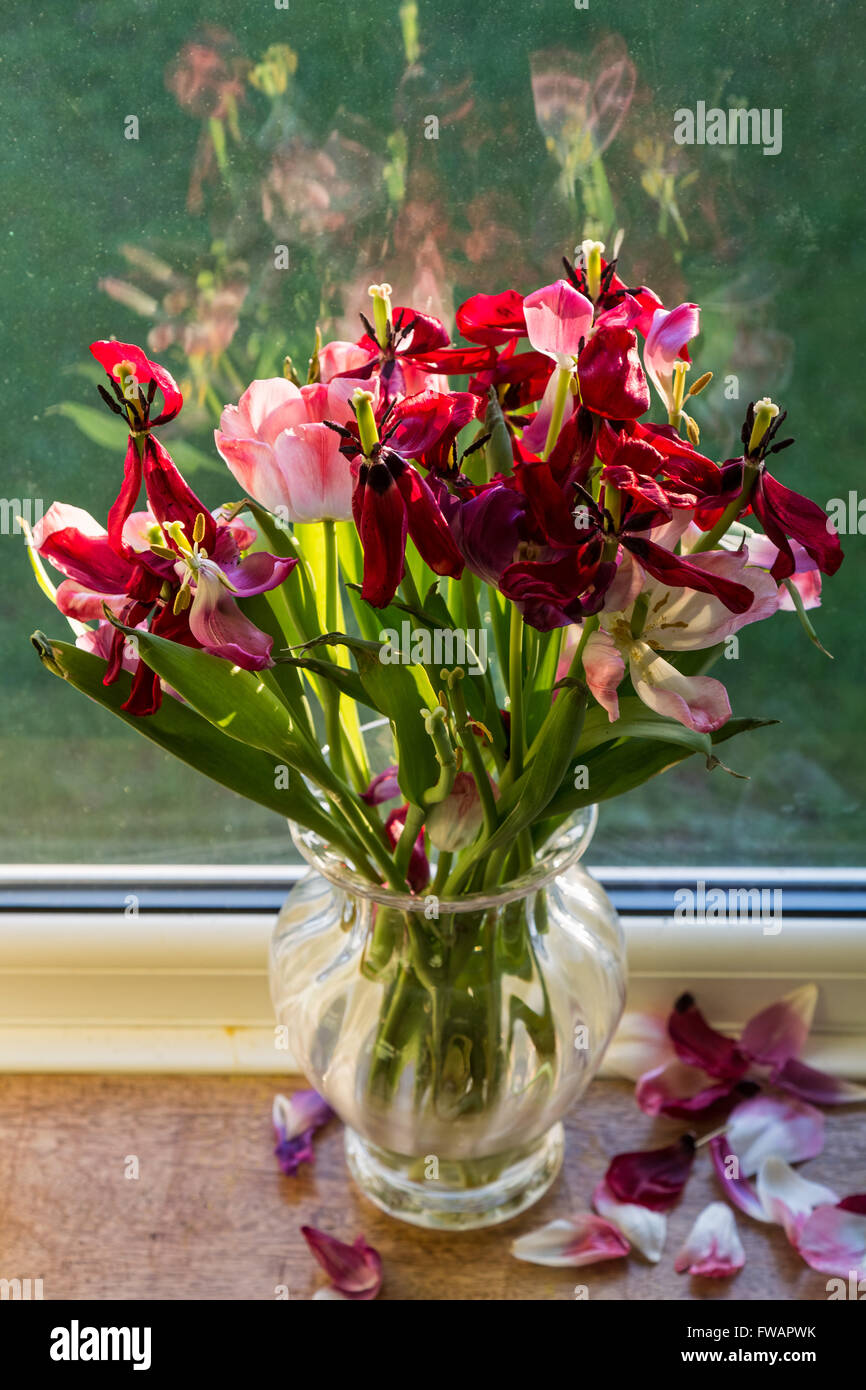 Dying tulip hi-res stock photography and images - Alamy