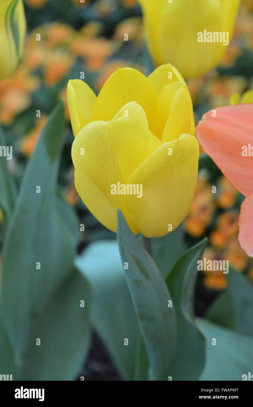 Tulip flower petals hi-res stock photography and images - Alamy
