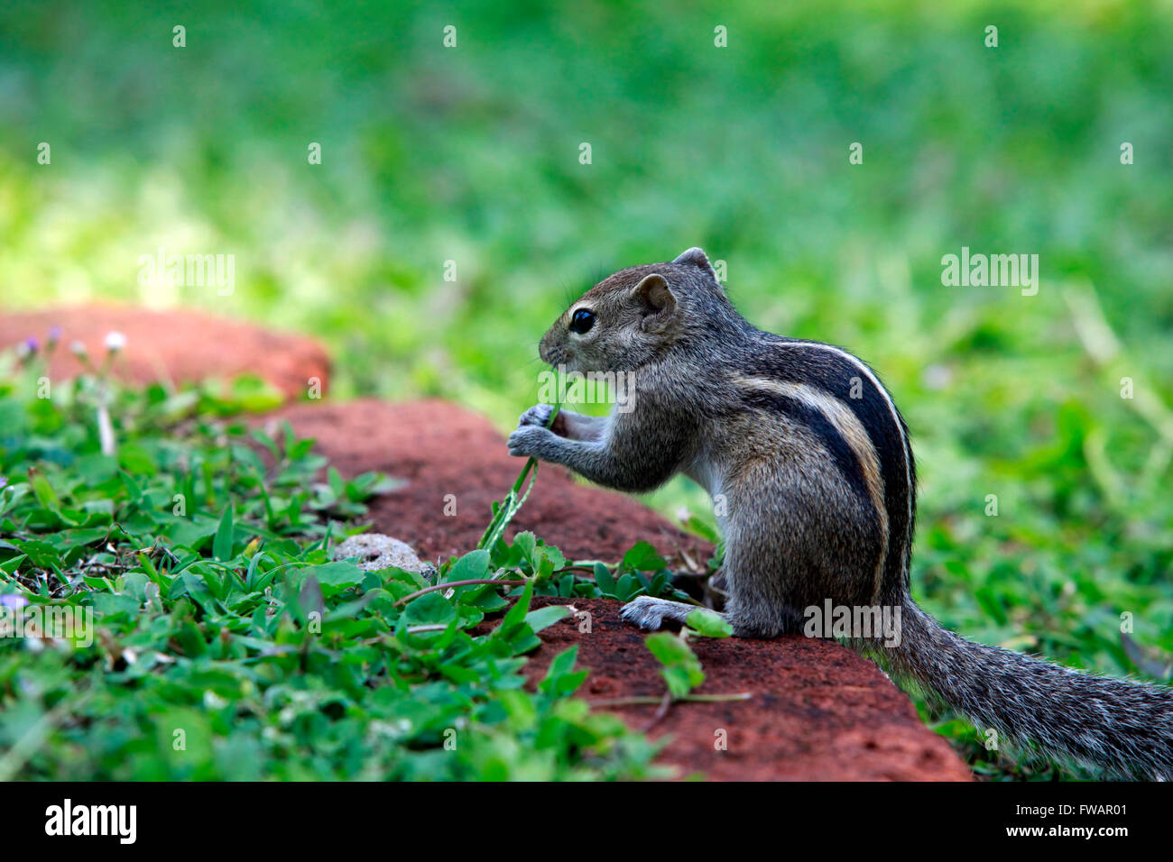 Squirrel eat fruit sitting in grass. Sri lanka Stock Photo - Alamy